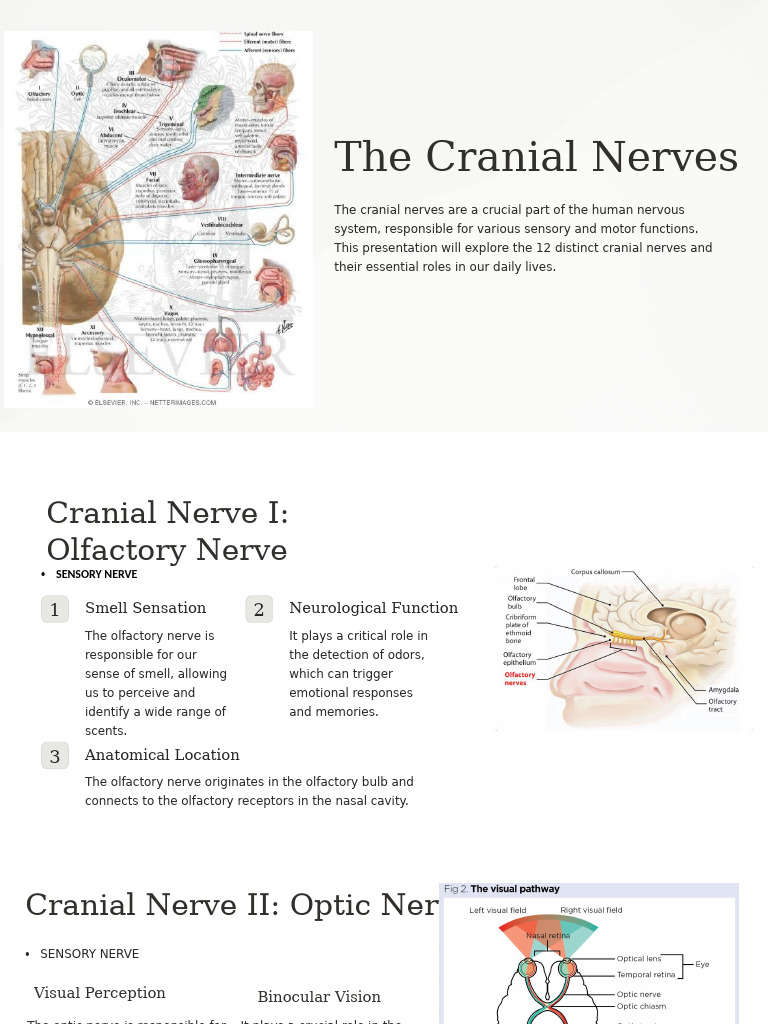 The Cranial Nerves | PDF | Brainstem | Human Anatomy