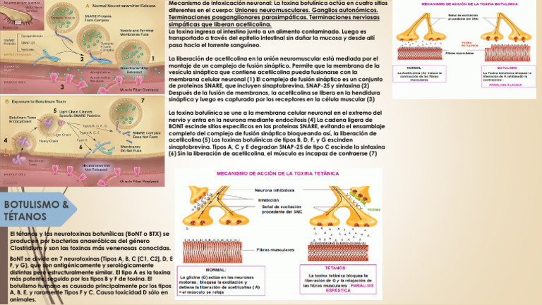Botulina y Tétanos | PDF | Unión neuromuscular | Acetilcolina