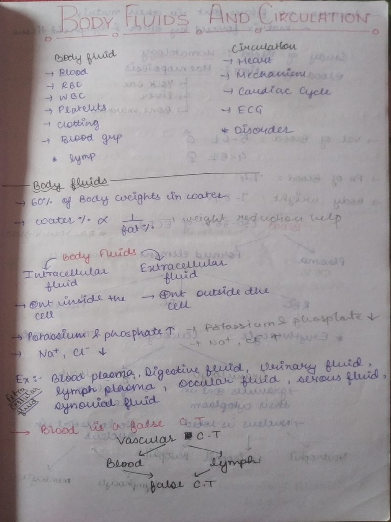 Circulation Pdf