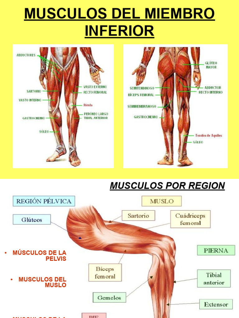 Musculos de Mmii Actual | PDF | Anatomía humana | Tejido suave