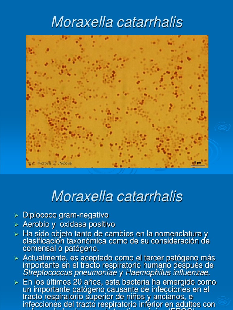 Moraxella | PDF | Patologia clinica | Enfermedades y trastornos