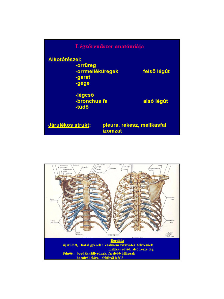 A Tüdő Anatómiája | PDF