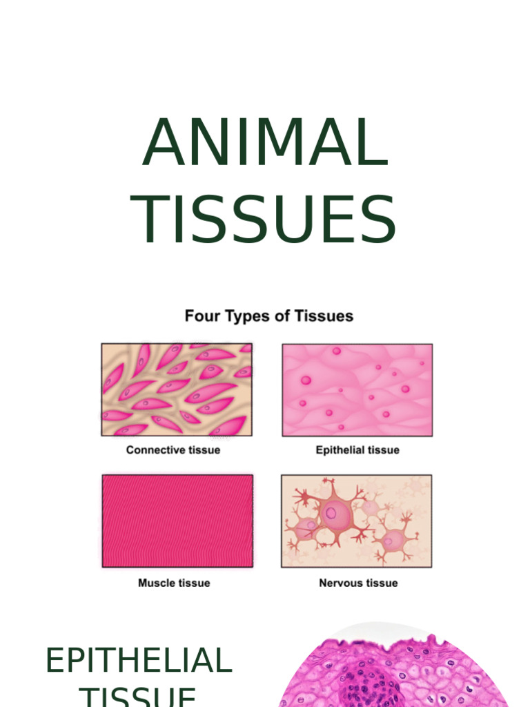 Grade 12 Tissue | PDF | Epithelium | Connective Tissue