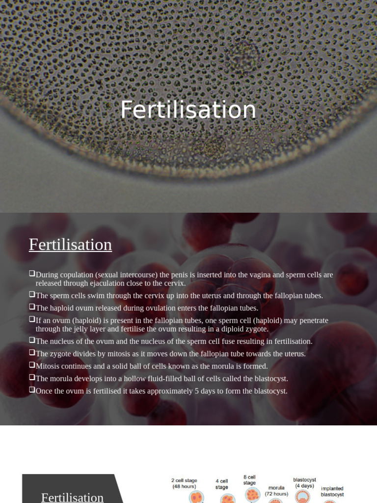 Fertilisation | PDF | Fertilisation | Uterus