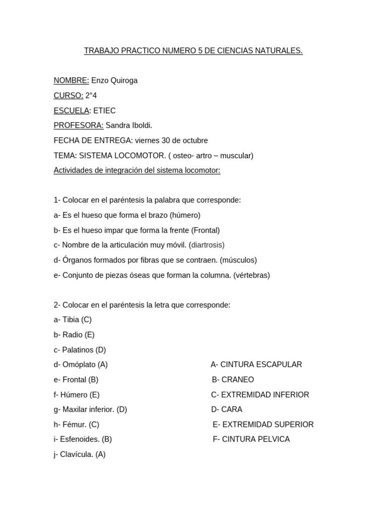 CIENCIAS NATURALES Huesos Enzo | PDF | Hueso | Articulación