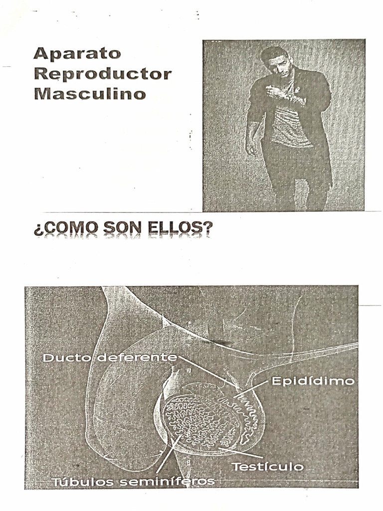 Anatomía y Función del Aparato Reproductor Masculino | PDF | Sistema ...