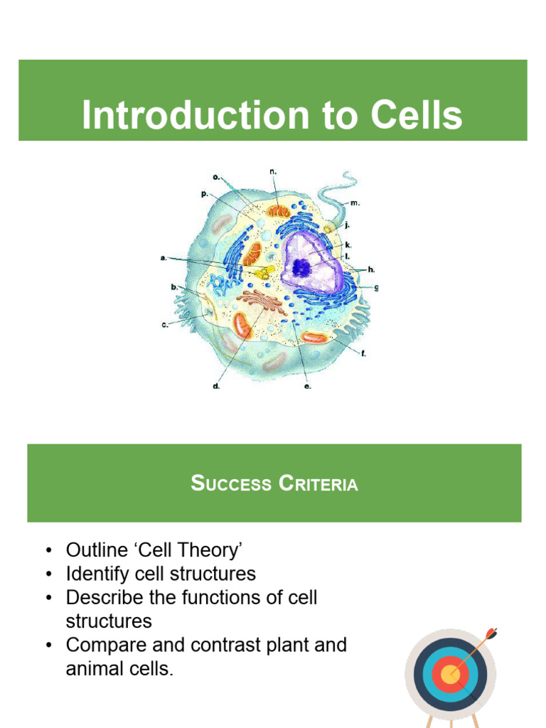 Cell Structure - Lesson 3 | PDF | Cell (Biology) | Endoplasmic Reticulum