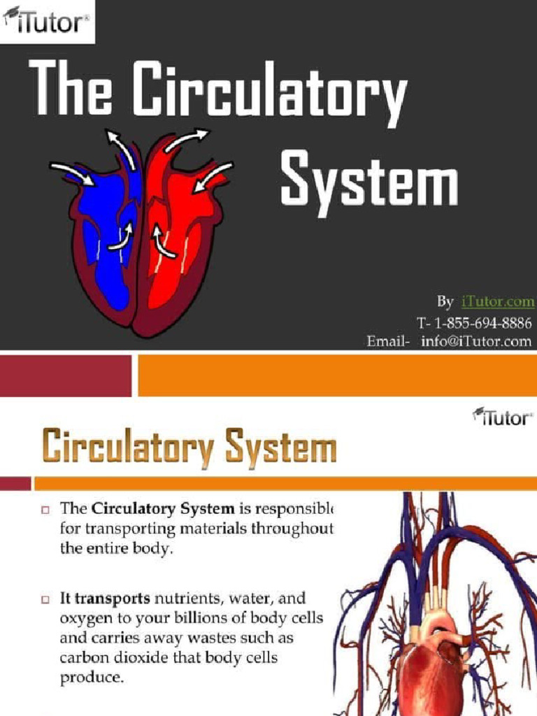Circulatory System Updated | PDF | Atrium (Heart) | Heart
