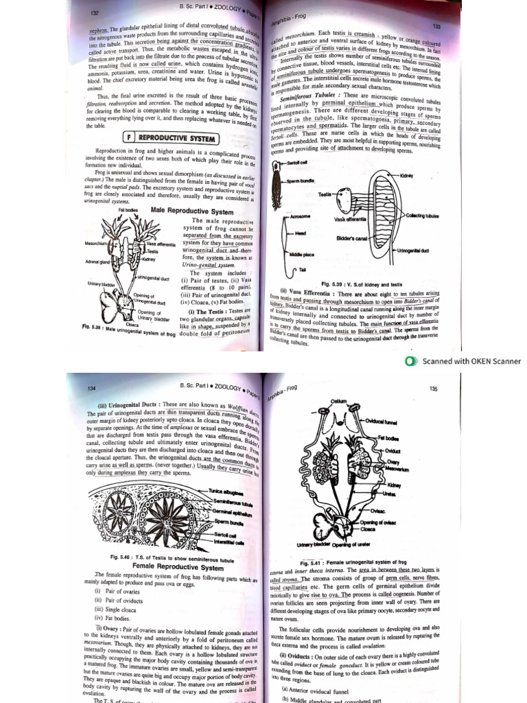 Reproductive System of Frog | PDF