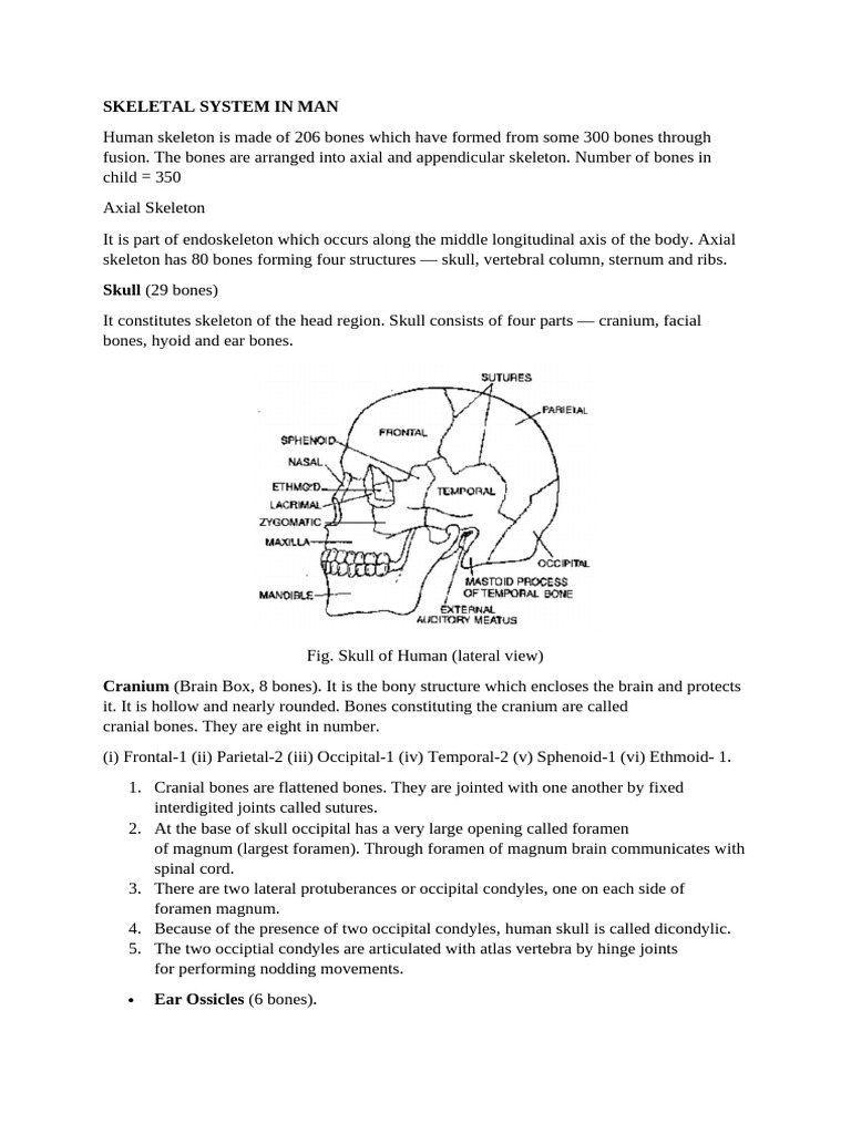 Skeletal System in Man | PDF | Vertebra | Vertebral Column