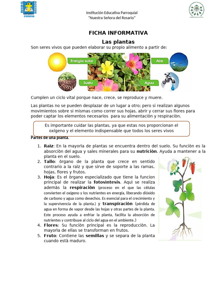 Fichas Partes de La Planta y Sus Funciones. | PDF | Plantas | Hoja