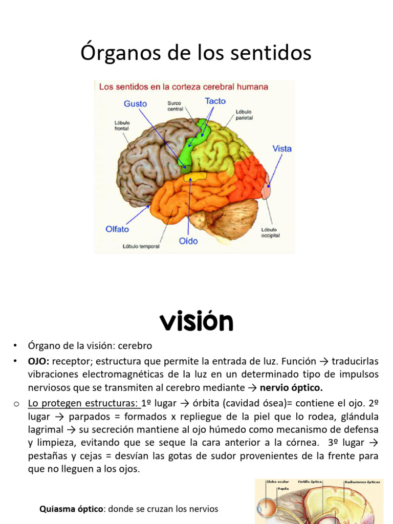 Órganos de Los Sentidos | PDF | Oído | Percepción visual