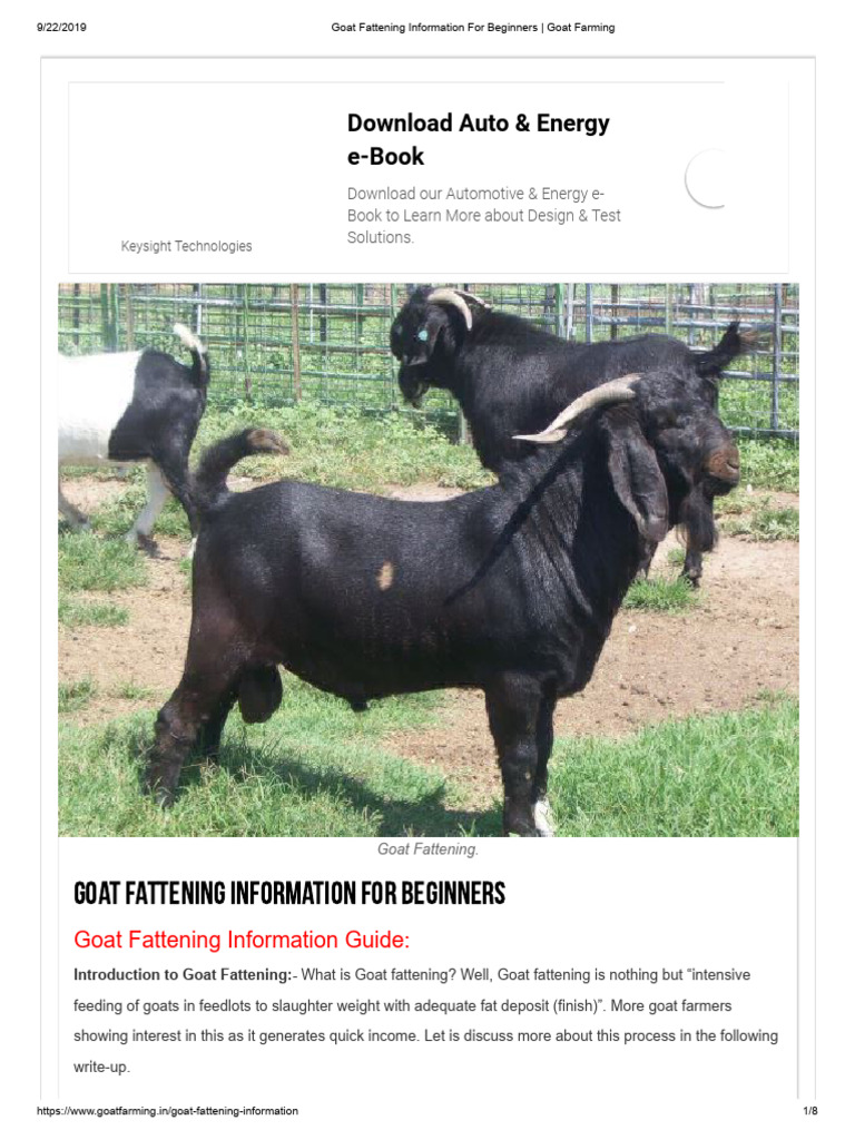 Beginner's Guide to Goat Fattening | PDF | Goat | Maize