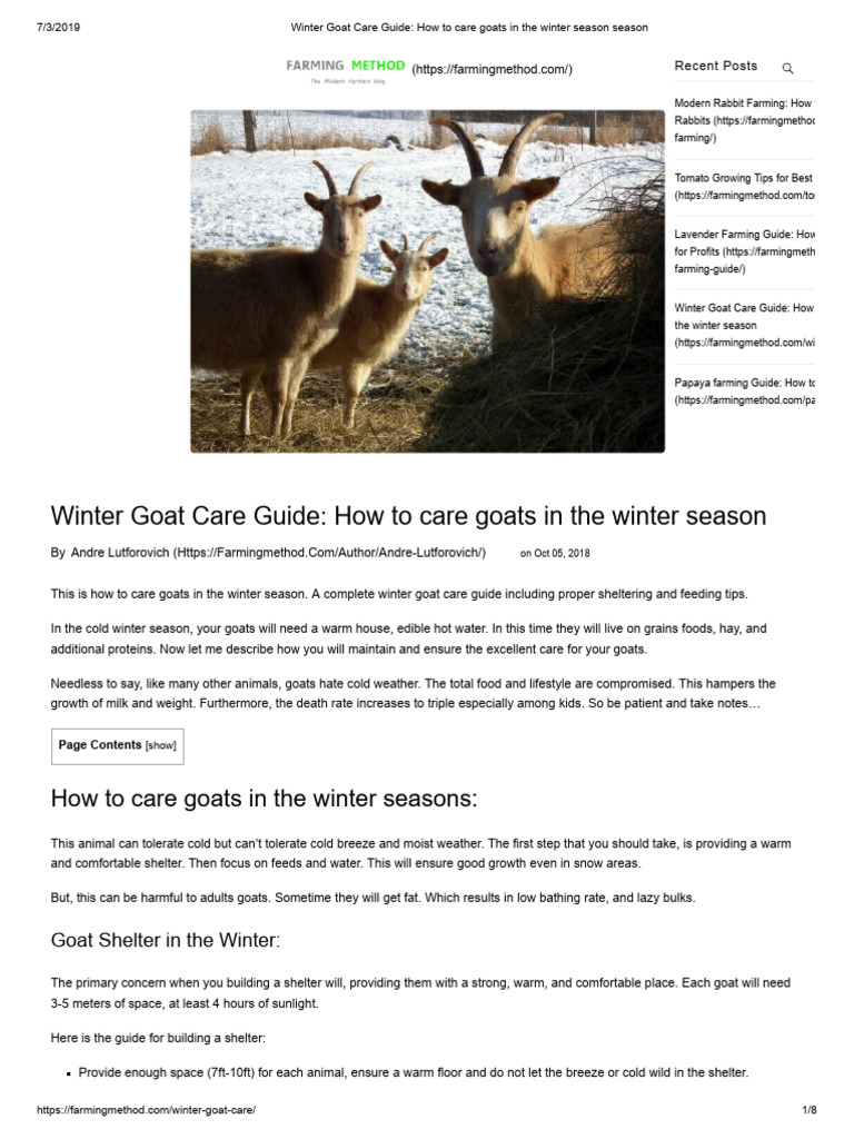 Winter Goat Care Guide - How To Care Goats in The Winter Season Season ...