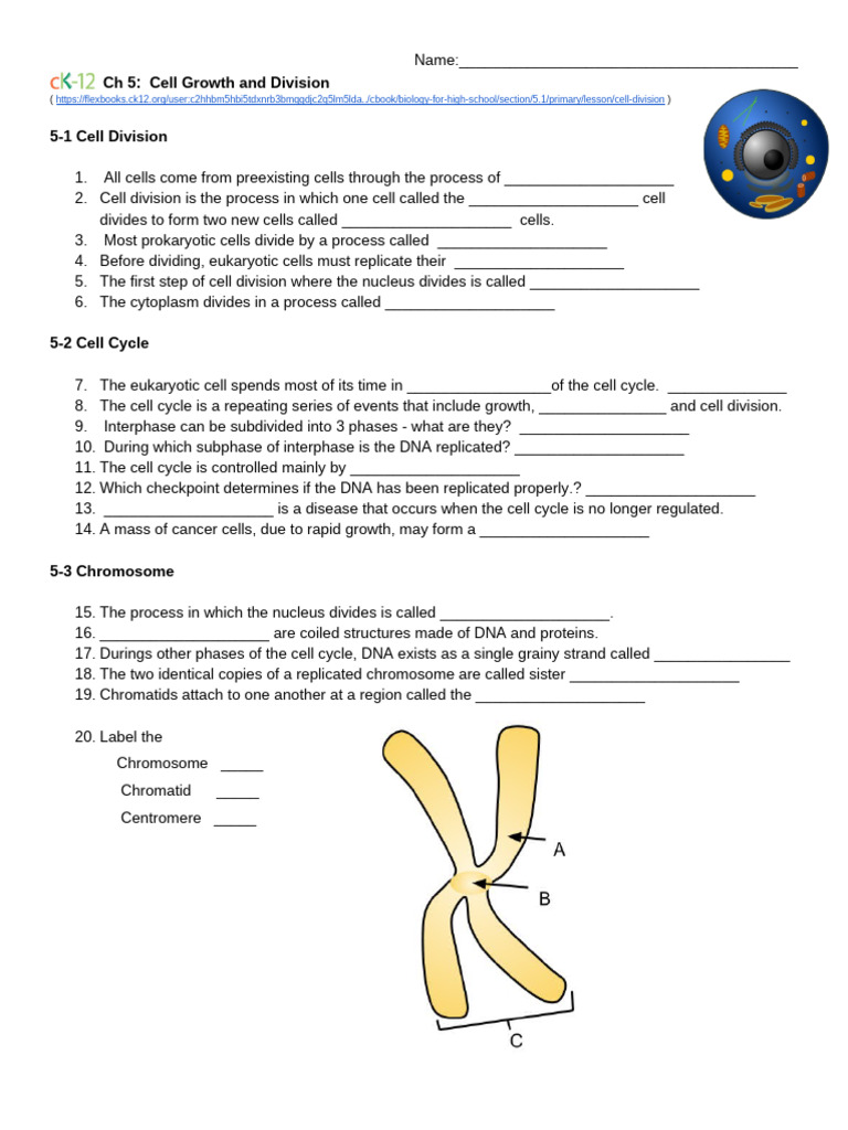 CH 5 CK12 Reading Guide - Cell Division | PDF | Mitosis | Chromosome