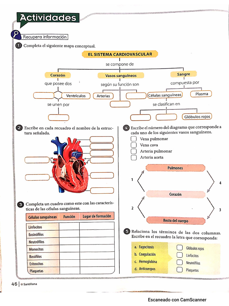 Taller Sistema Circulatorio Humano | PDF