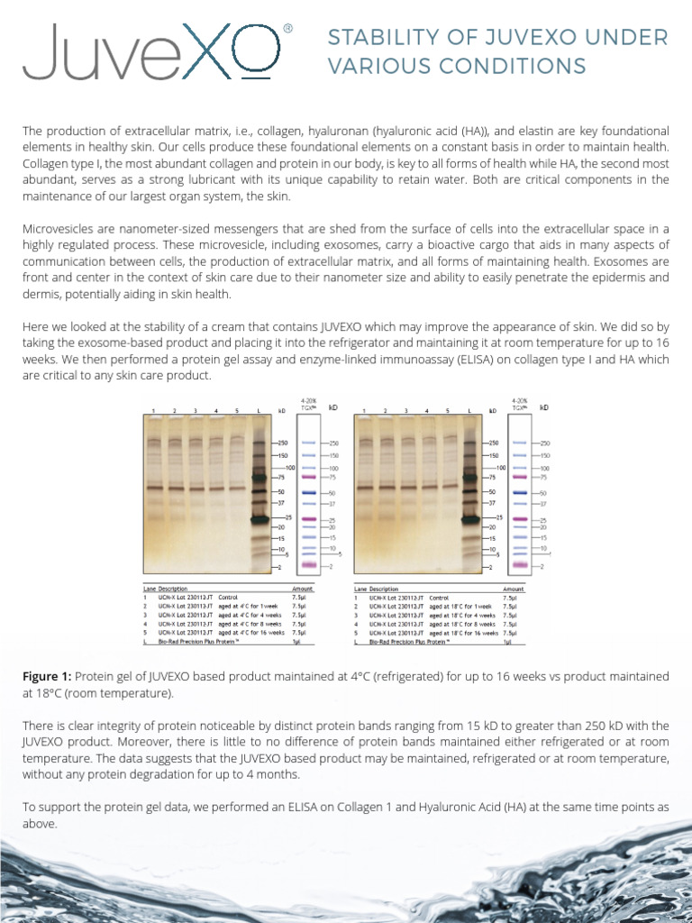 JUVEXO Stability for Skin Health | PDF | Skin | Extracellular Matrix