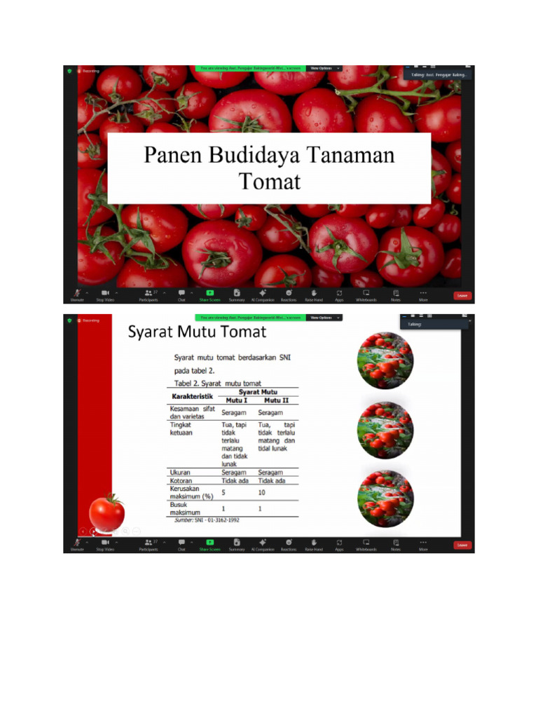 Tomat | PDF
