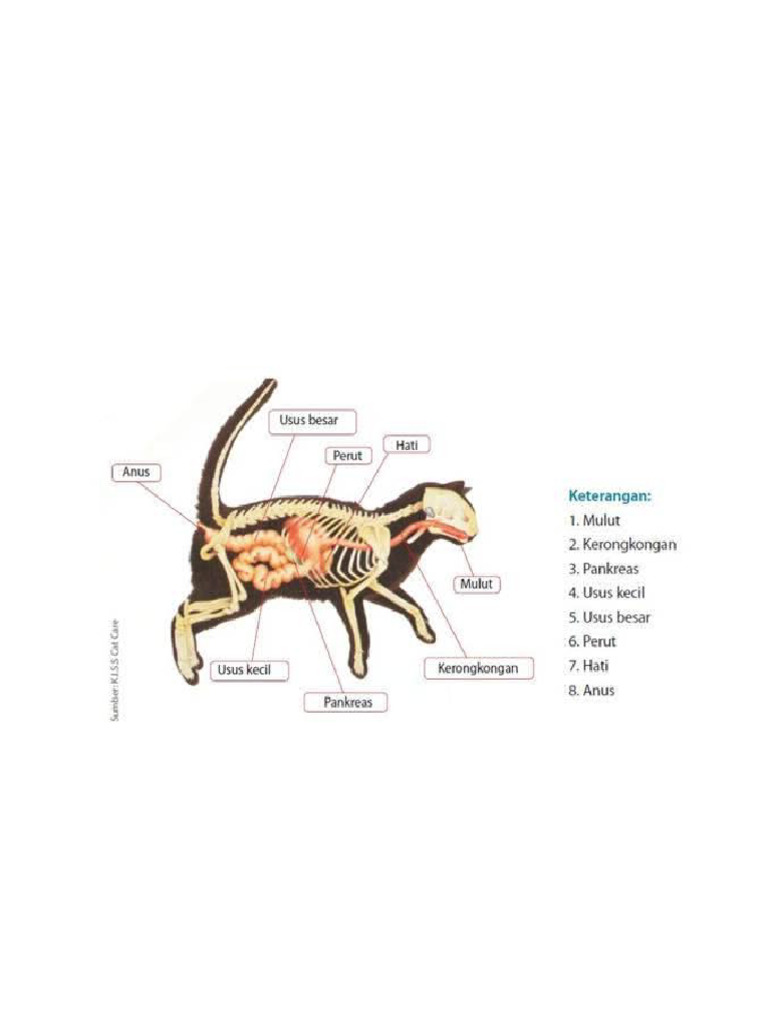 Pelajaran IPA Kerangka Kucing | PDF