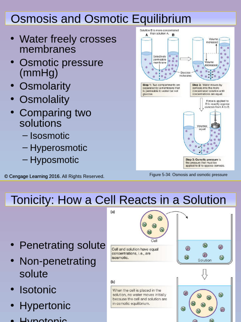 WK 4 Fluid and Fluid Balance Osmosis 2020 | PDF | Osmosis