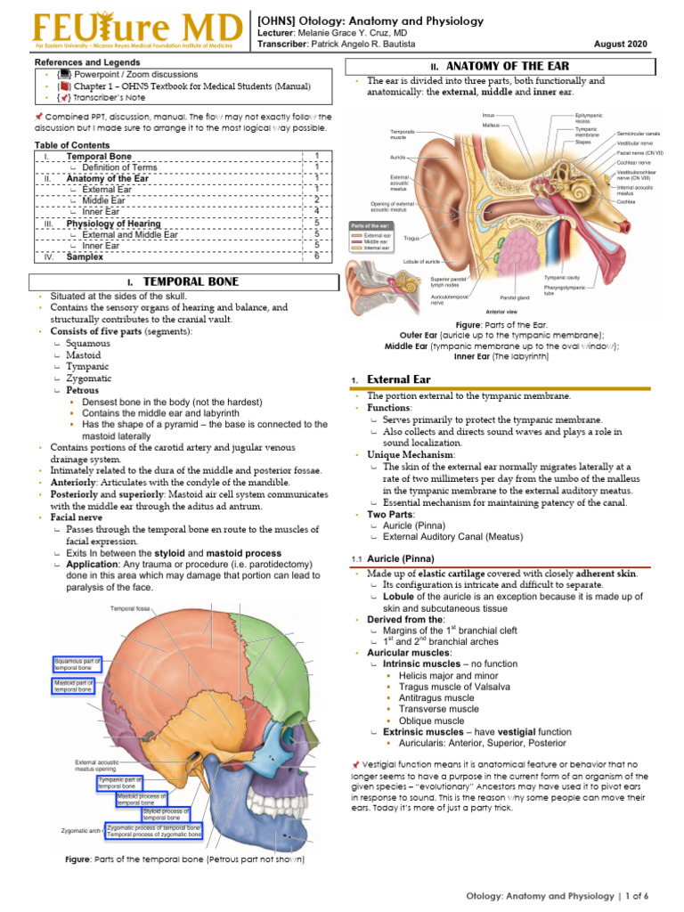 Anatomy And Physiology Of The Ear Pdf