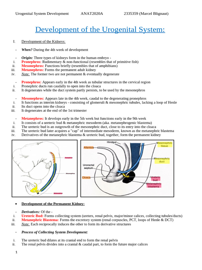 10) Urogenital System Development | PDF