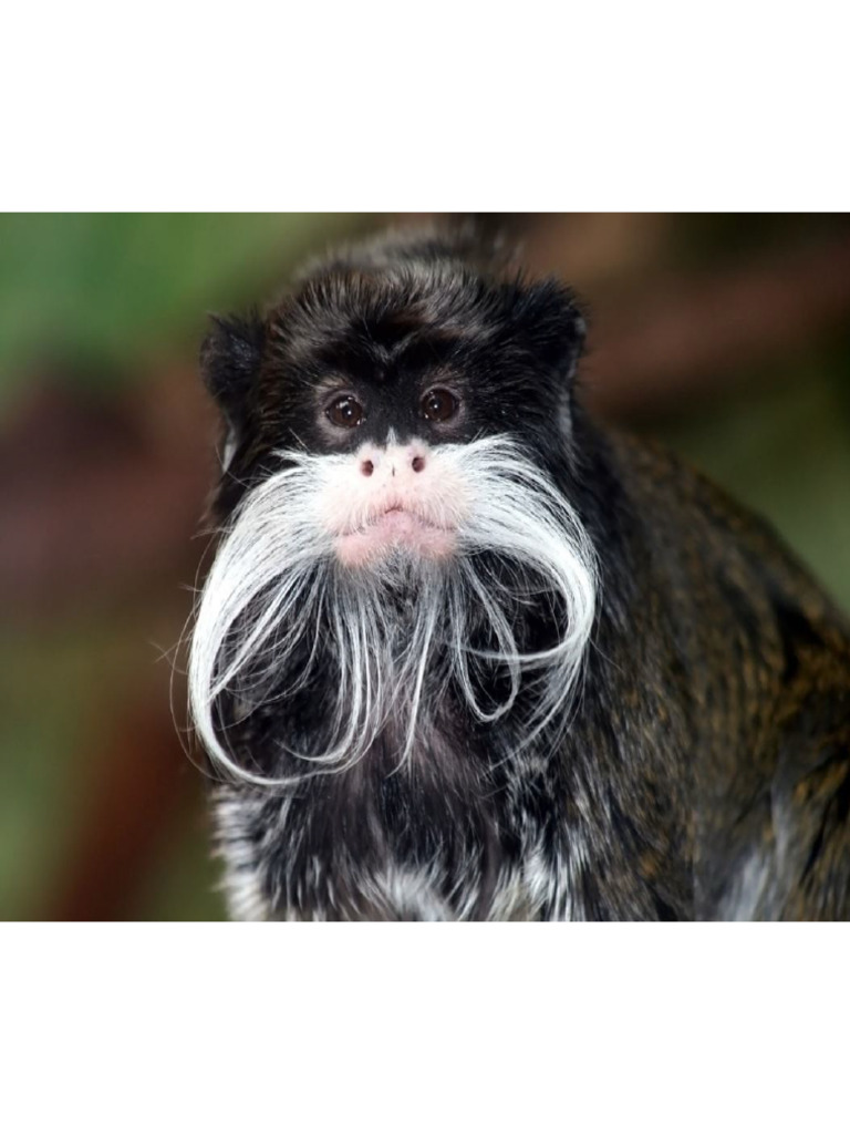 Emperor Tamarin | PDF