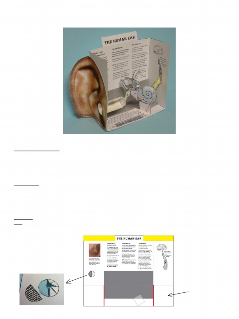 Paper Ear Model 2 | PDF