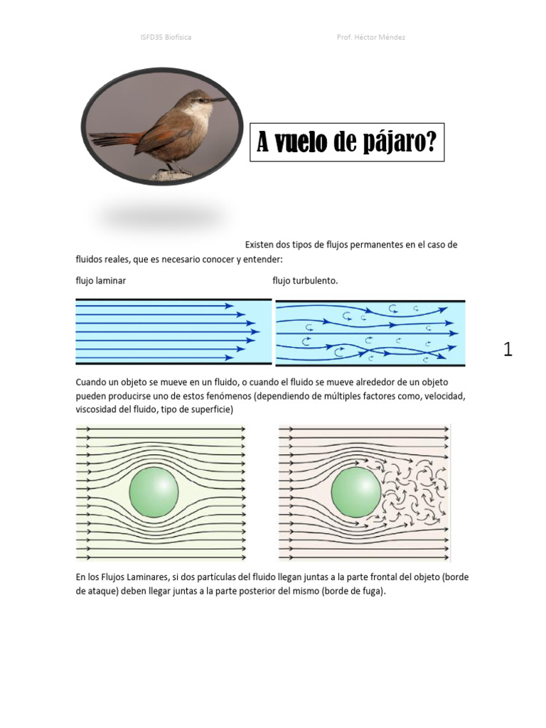 A Vulo de Pajaro | PDF | Levantar (Fuerza) | Aves