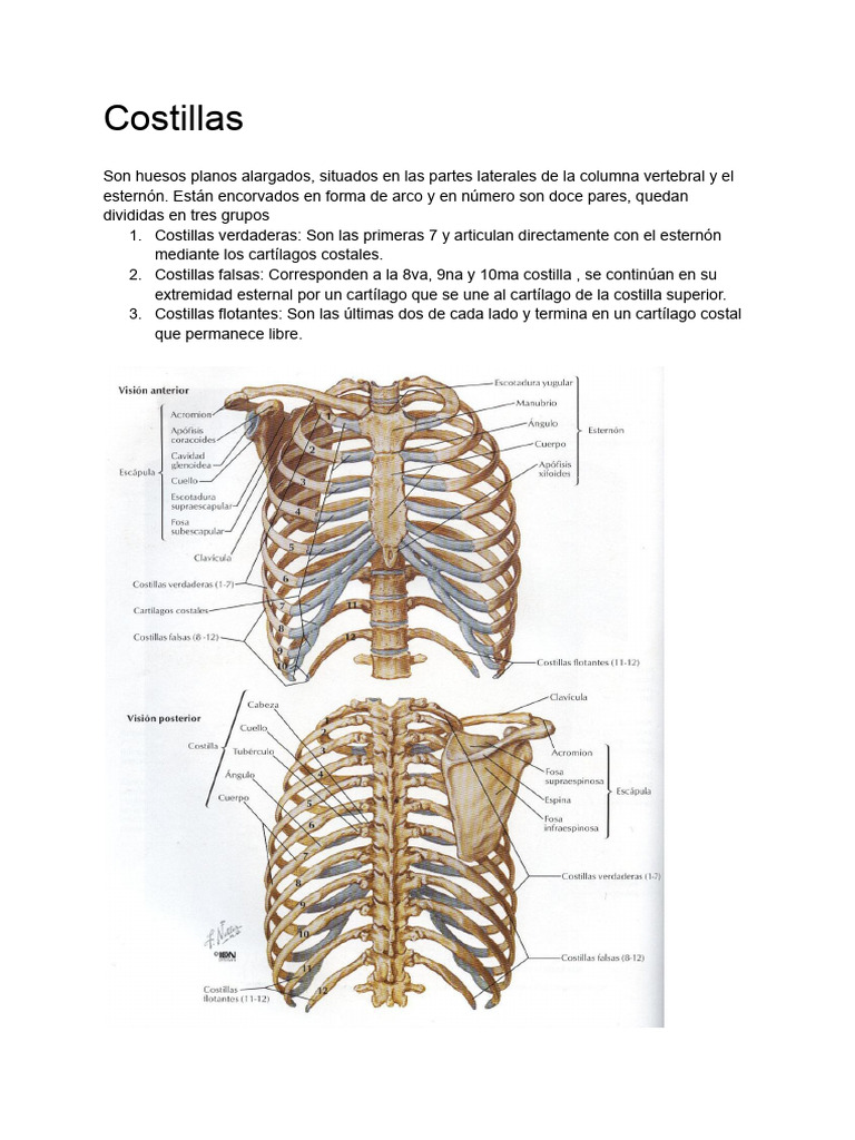 Costillas | PDF