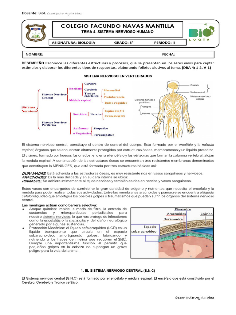 Guía Bio Tema 4. Sistema Nervioso Humano 8° Iii 2 | PDF