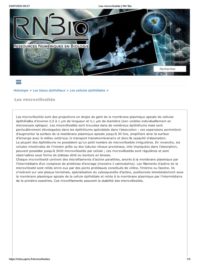 Microvillosités | PDF