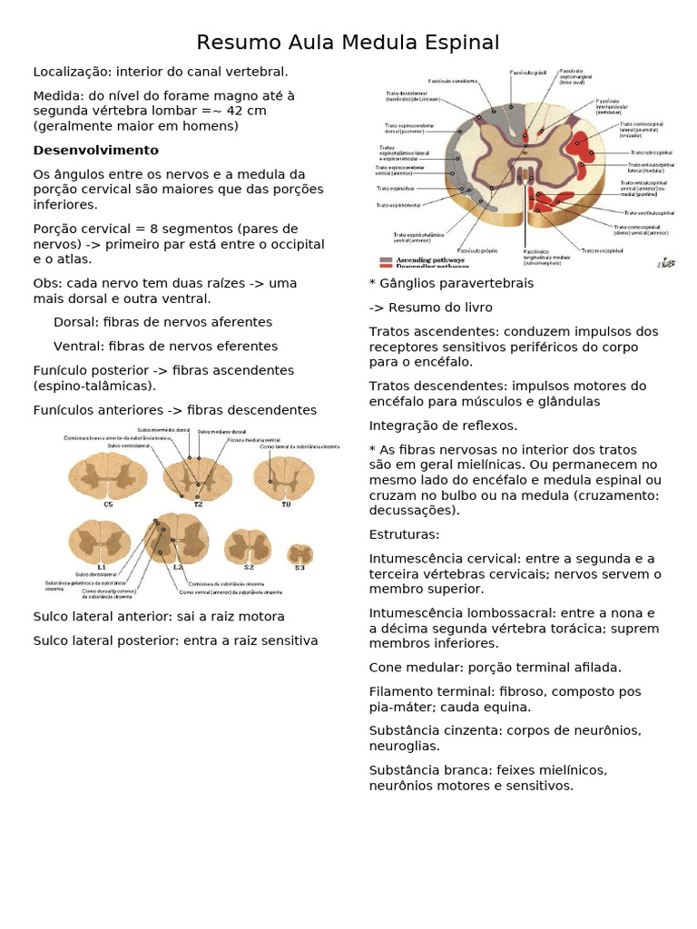 Resumo Medula Espinal | PDF