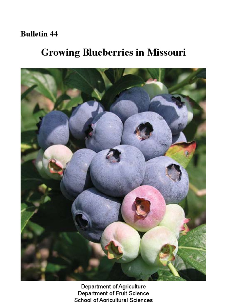Growing Blueberries | PDF | Fertilizer | Plant Nutrition