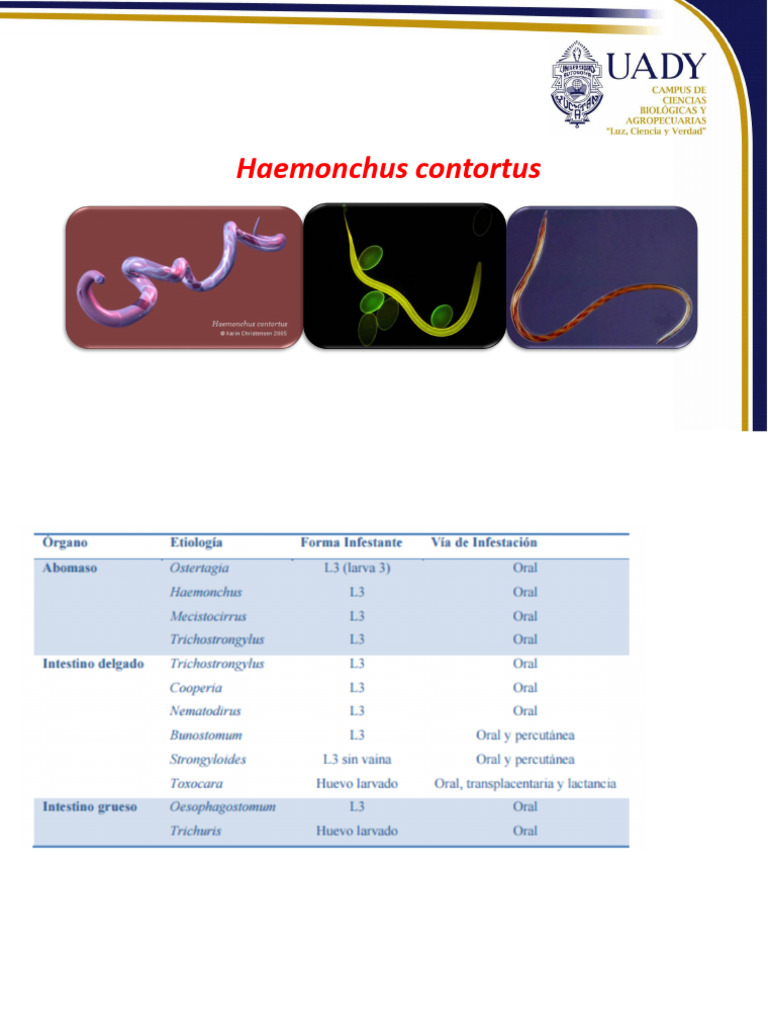 4.3.3.4. Haemonchus contortus | PDF