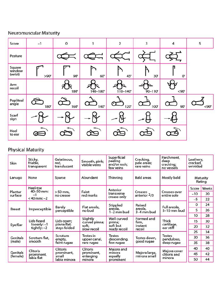 New Ballard Score | PDF