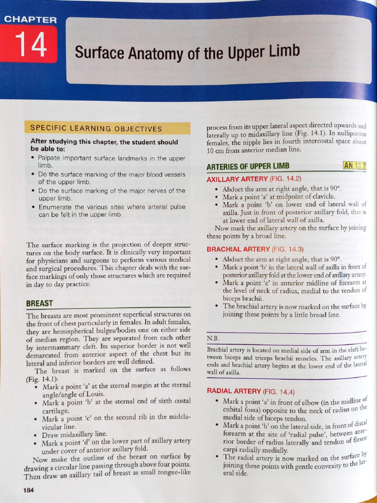 Surface Anatomy | PDF