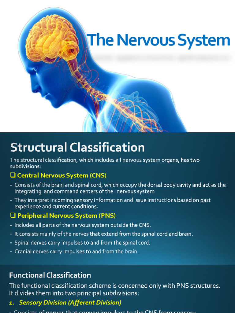 6 Anatomy 2018 Nervous System | PDF