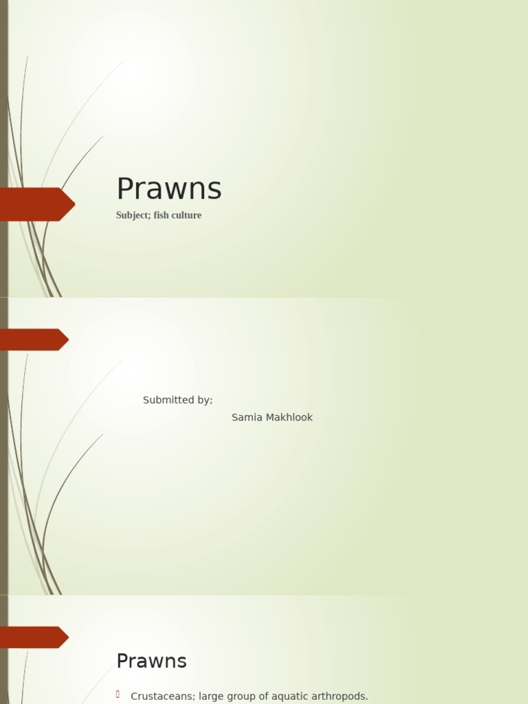 Prawns | PDF