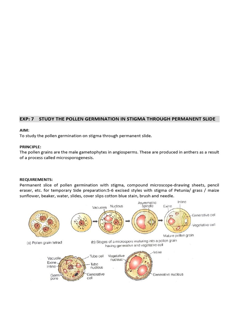 Expt 11.pollen Grain Germination Thr. Permanent Slide | PDF