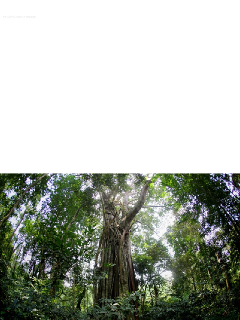 Pt Aditya Kirana Mandiri Be The Best Company For Sustainable Forest