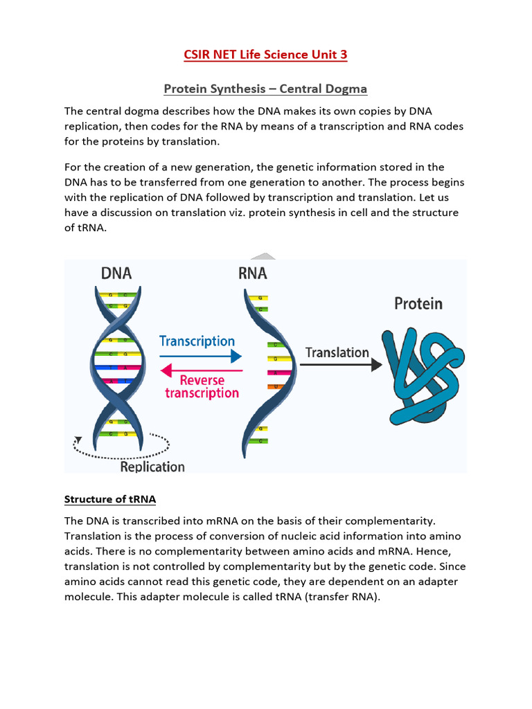 Protein Synthesis PDF Free Download Notes | PDF