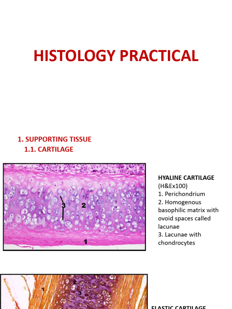 HISTOLOGY PRACTICAL-for bvsc students | PDF