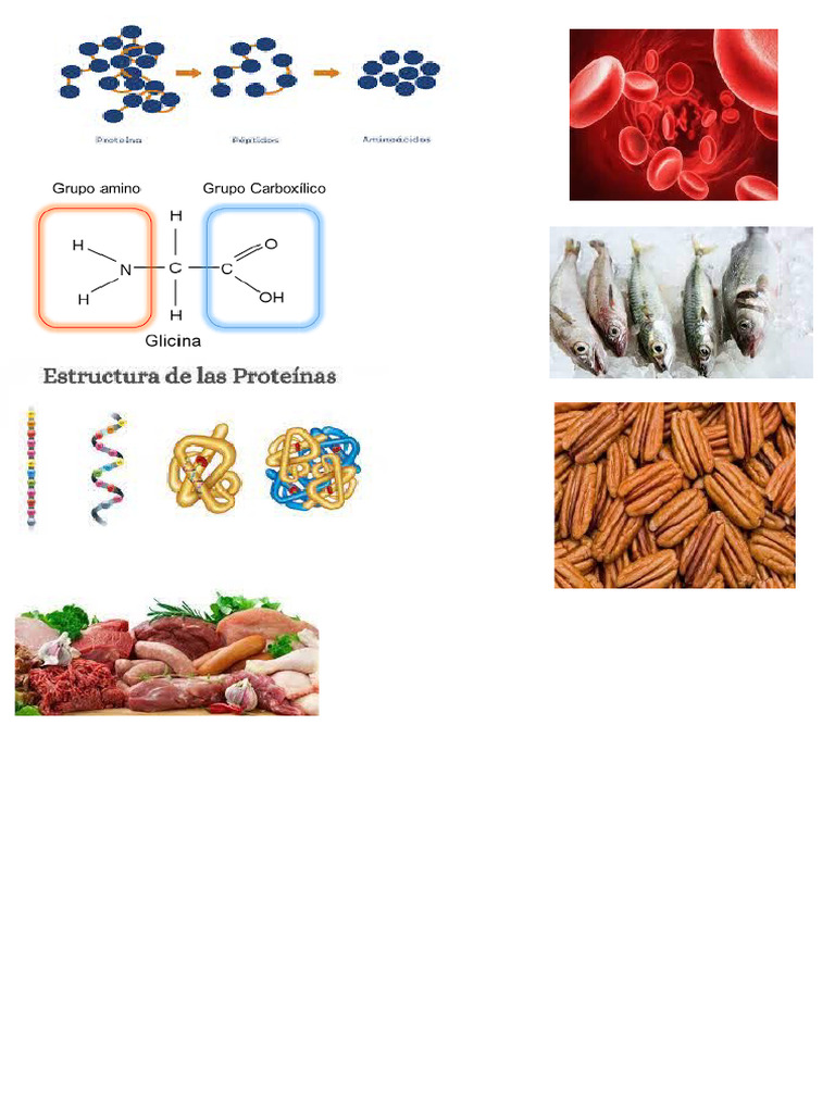 Proteinas | PDF