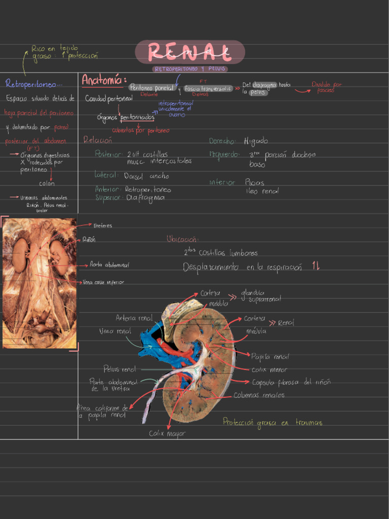 Renal | PDF