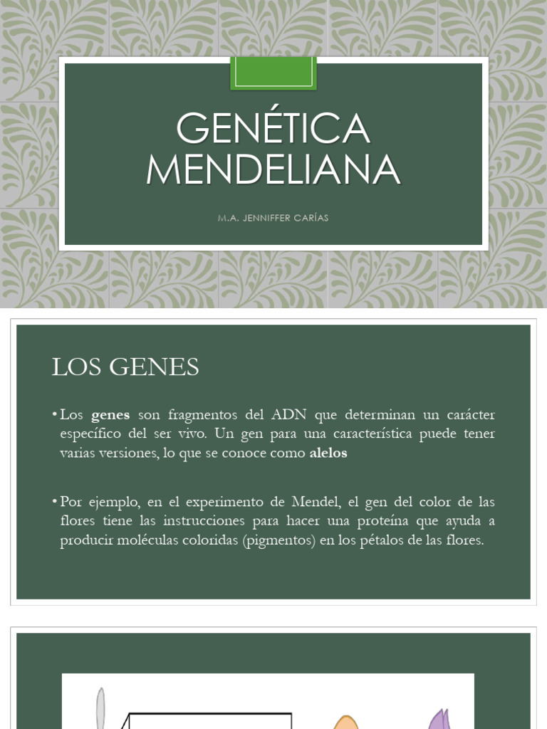 Genetica Mendeliana I | PDF