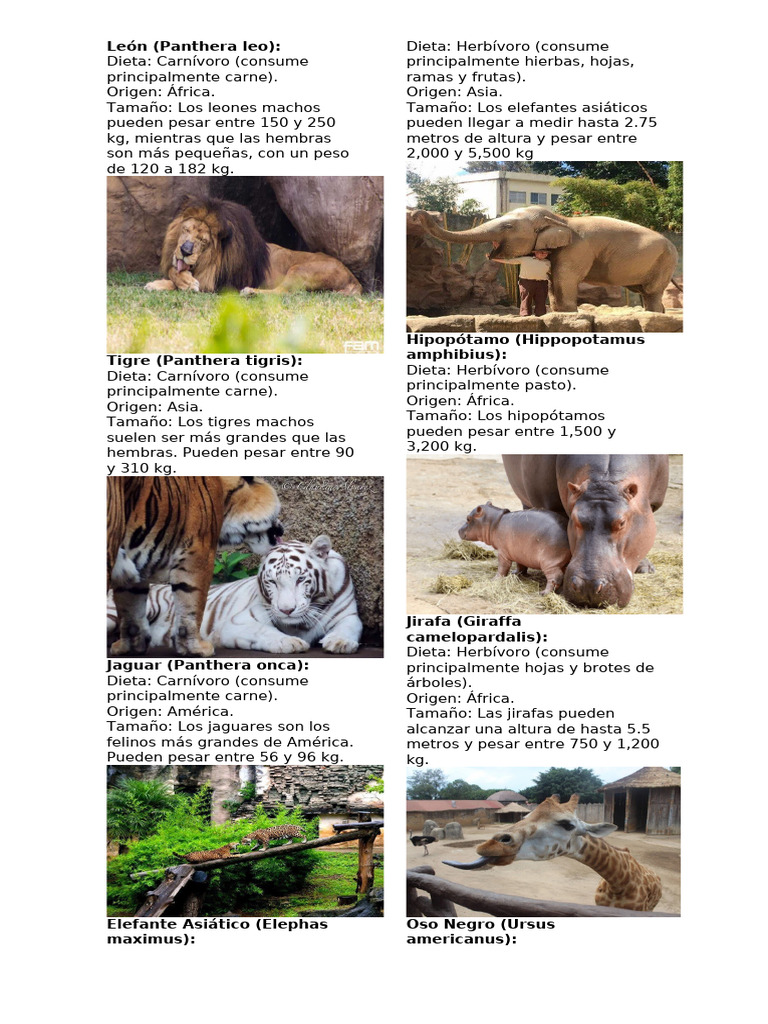 Animales Del Zoologico La Aurora | PDF