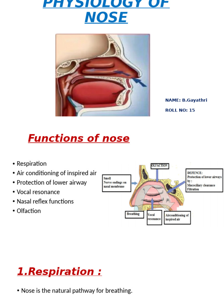 Physiology of Nose Ent 15 | PDF