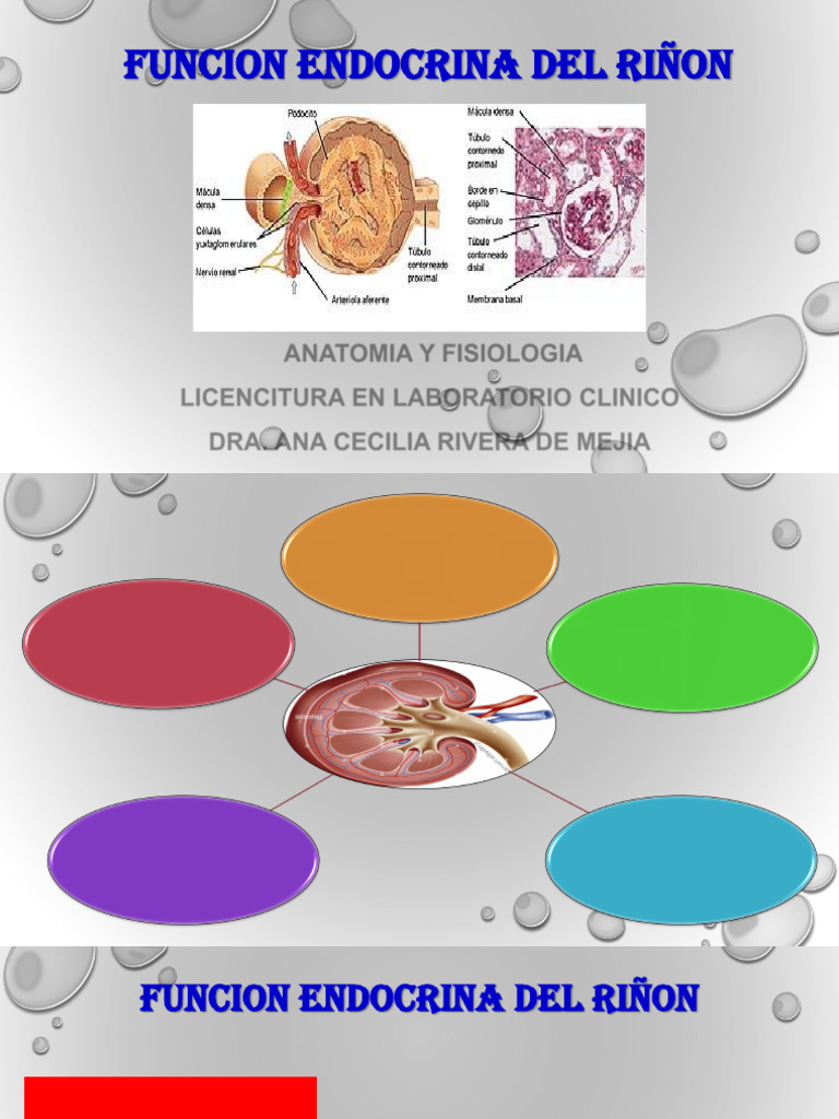 Funcion Endocrina Del Riñon | PDF