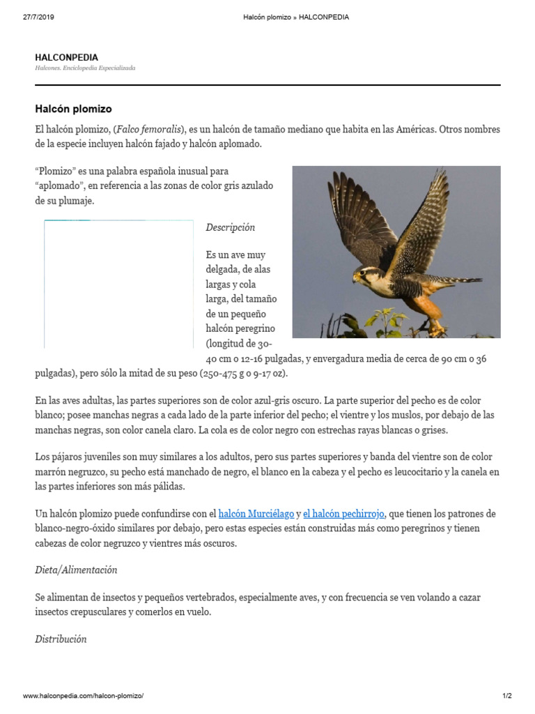 Halcón Plomizo HALCONPEDIA | PDF | Aves holarctic | Ornitología